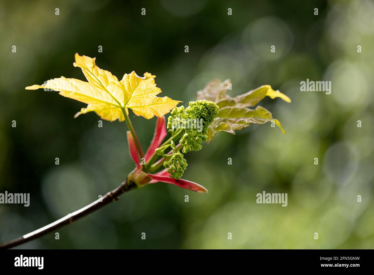 Sycamore flowers hi-res stock photography and images - Alamy