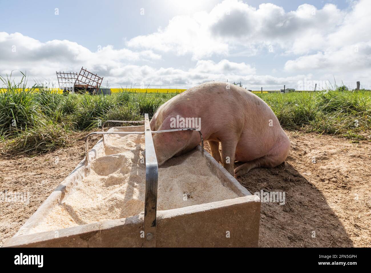 A pig in an organic French farm Stock Photo - Alamy