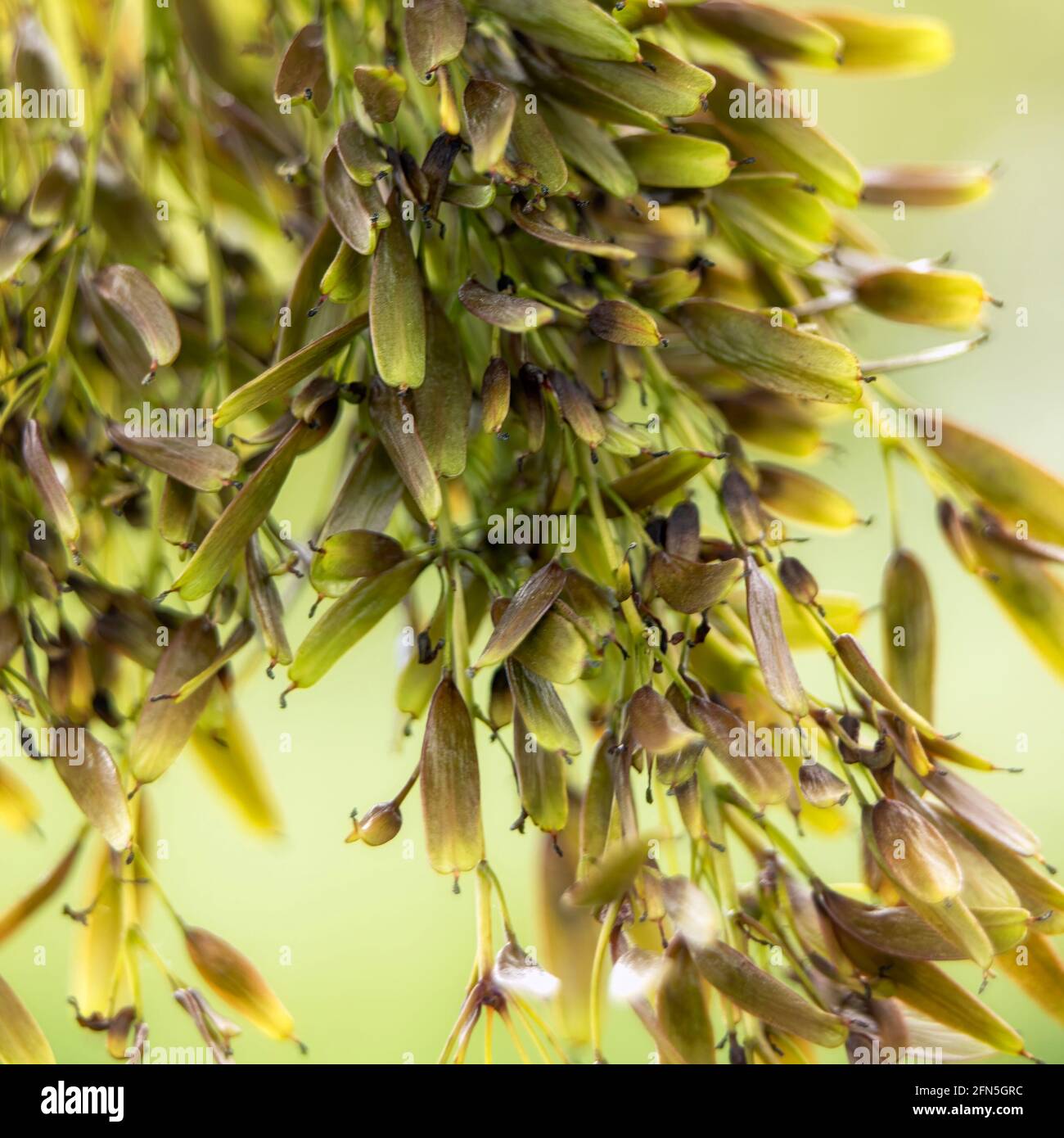 Closeup of Ash keys on a branch of an Ash tree, Fraxinus excelsior, in ...