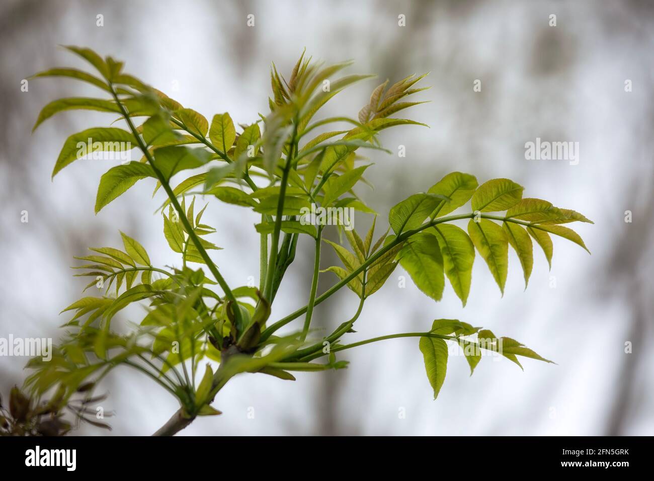 Closeup of a branch with new leaf growth of an Ash tree, Fraxinus ...