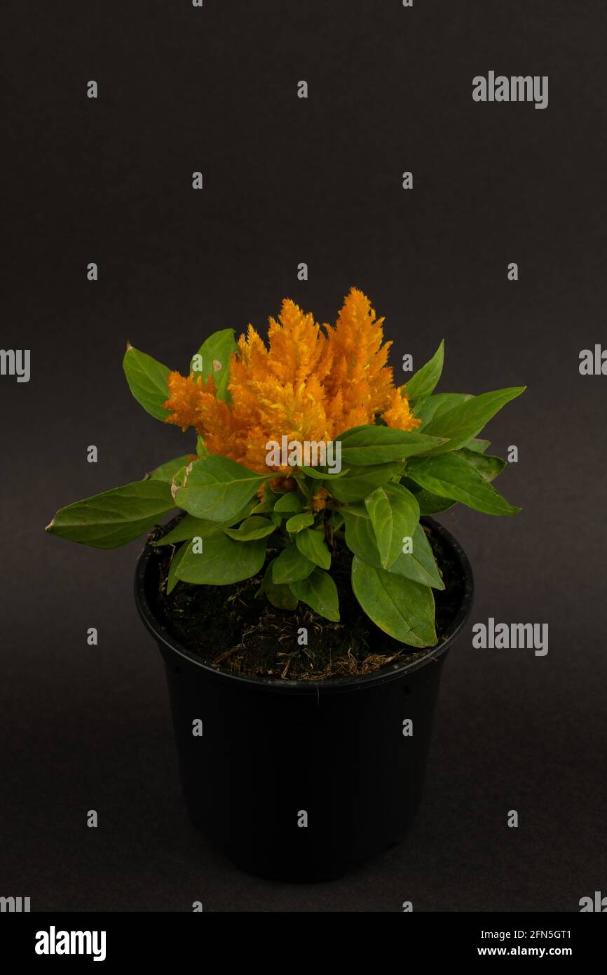 Celosia argentea potted plant hi-res stock photography and images - Alamy