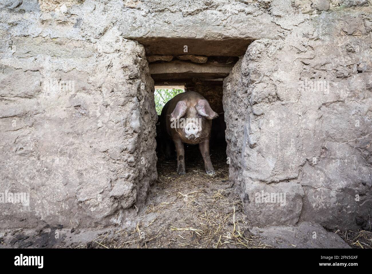 A pig in an organic French farm Stock Photo - Alamy