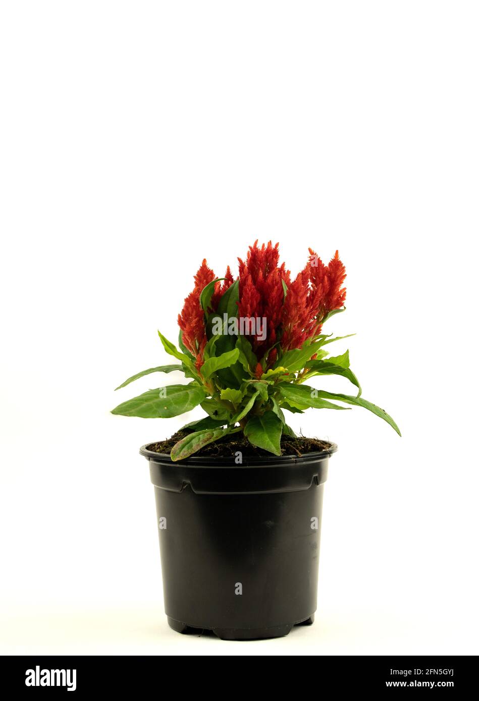 Celosia argentea potted plant hi-res stock photography and images - Alamy