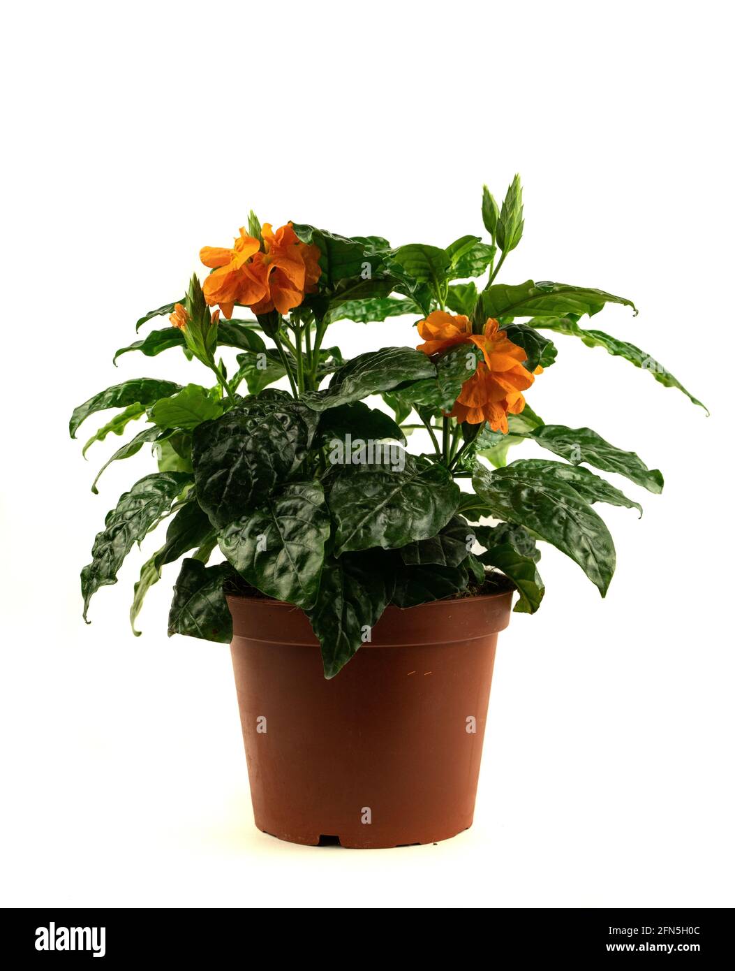 crossandra infundibuliformis in pot with white background Stock Photo ...