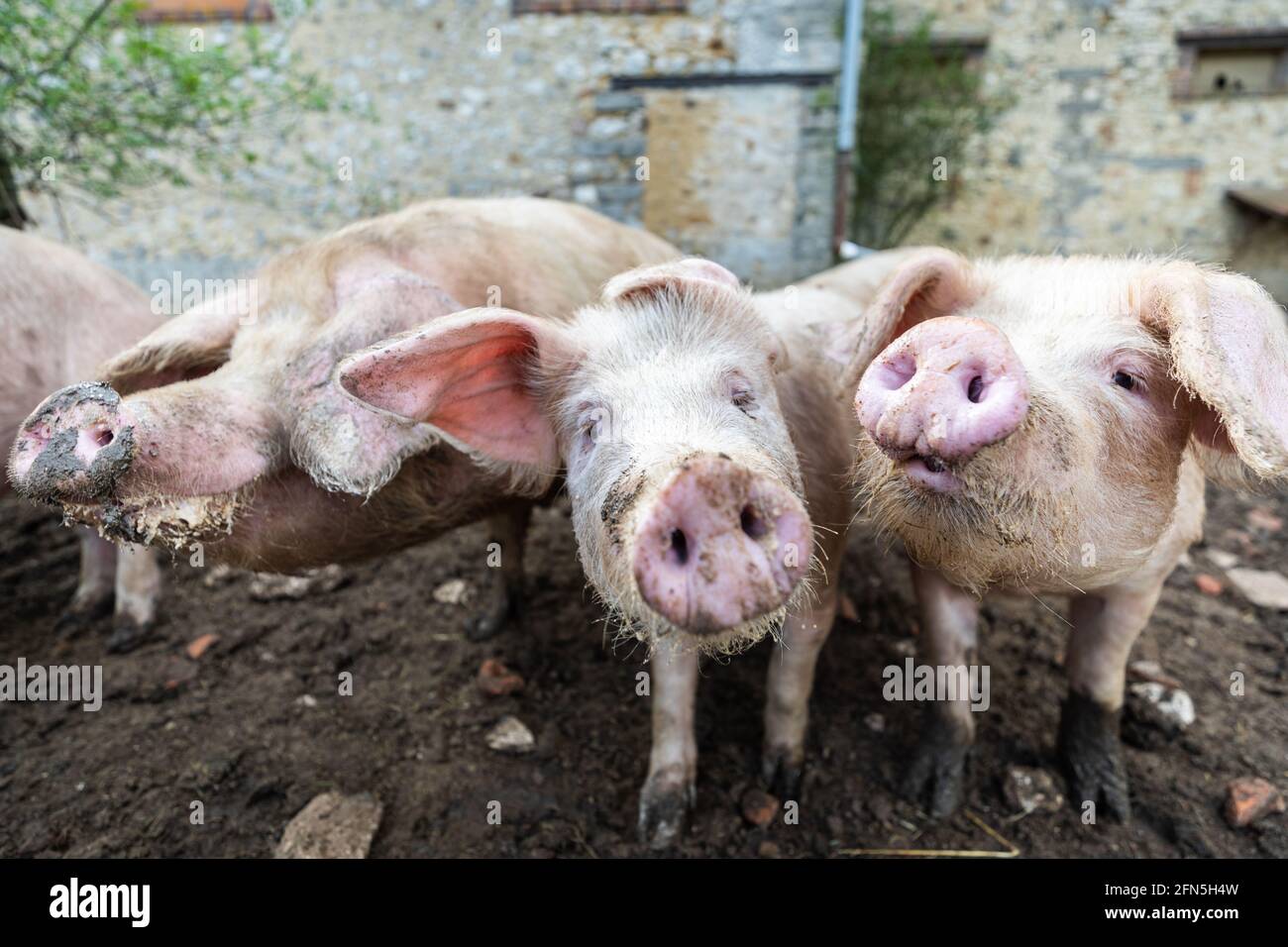 A pig in an organic French farm Stock Photo - Alamy