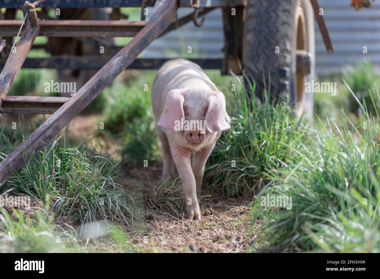 A pig in an organic French farm Stock Photo - Alamy