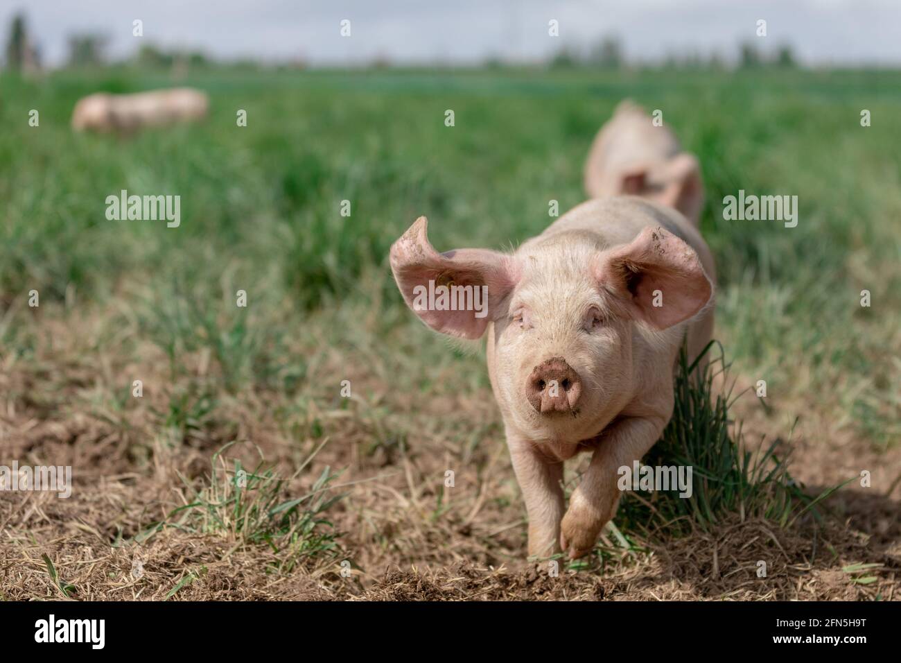 A pig in an organic French farm Stock Photo - Alamy