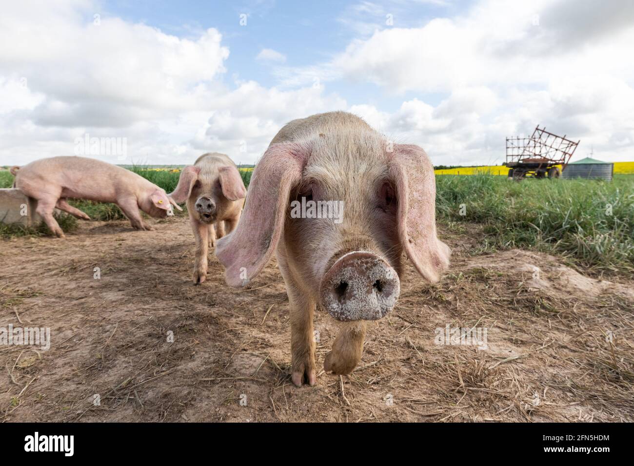 A pig in an organic French farm Stock Photo - Alamy