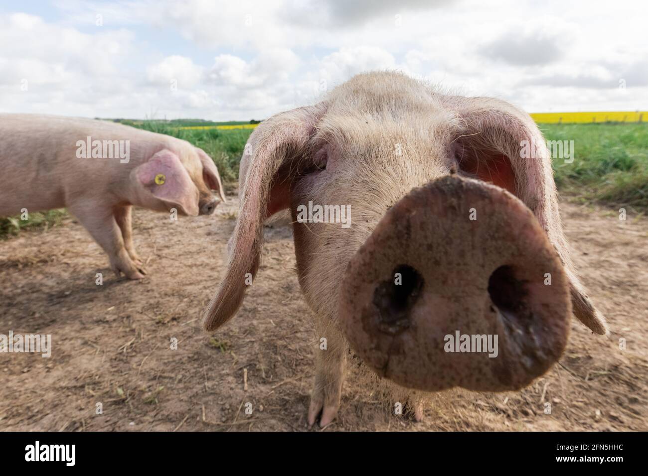 A pig in an organic French farm Stock Photo - Alamy