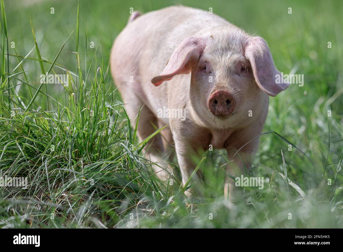 A pig in an organic French farm Stock Photo - Alamy