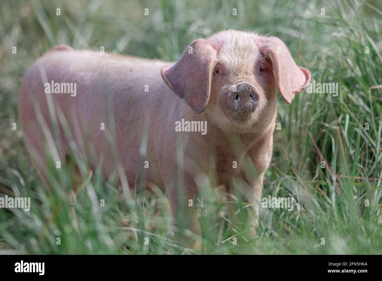 A pig in an organic French farm Stock Photo - Alamy