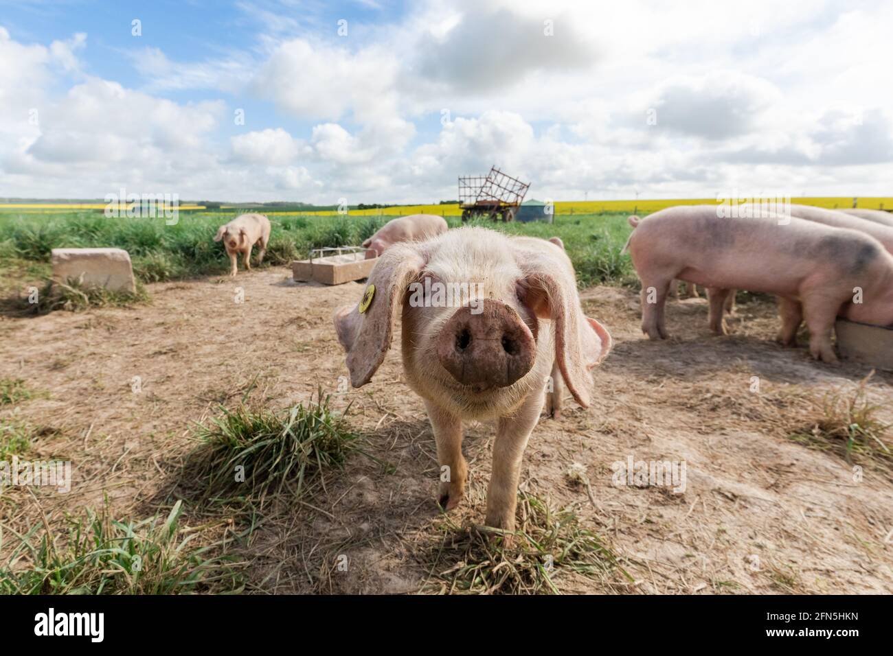 A pig in an organic French farm Stock Photo - Alamy