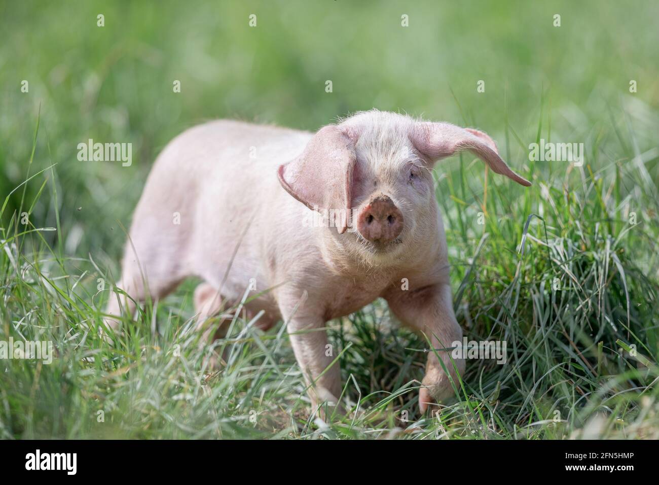 A pig in an organic French farm Stock Photo - Alamy