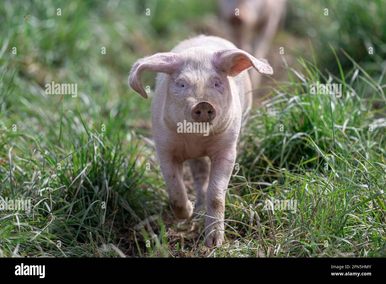 A pig in an organic French farm Stock Photo - Alamy