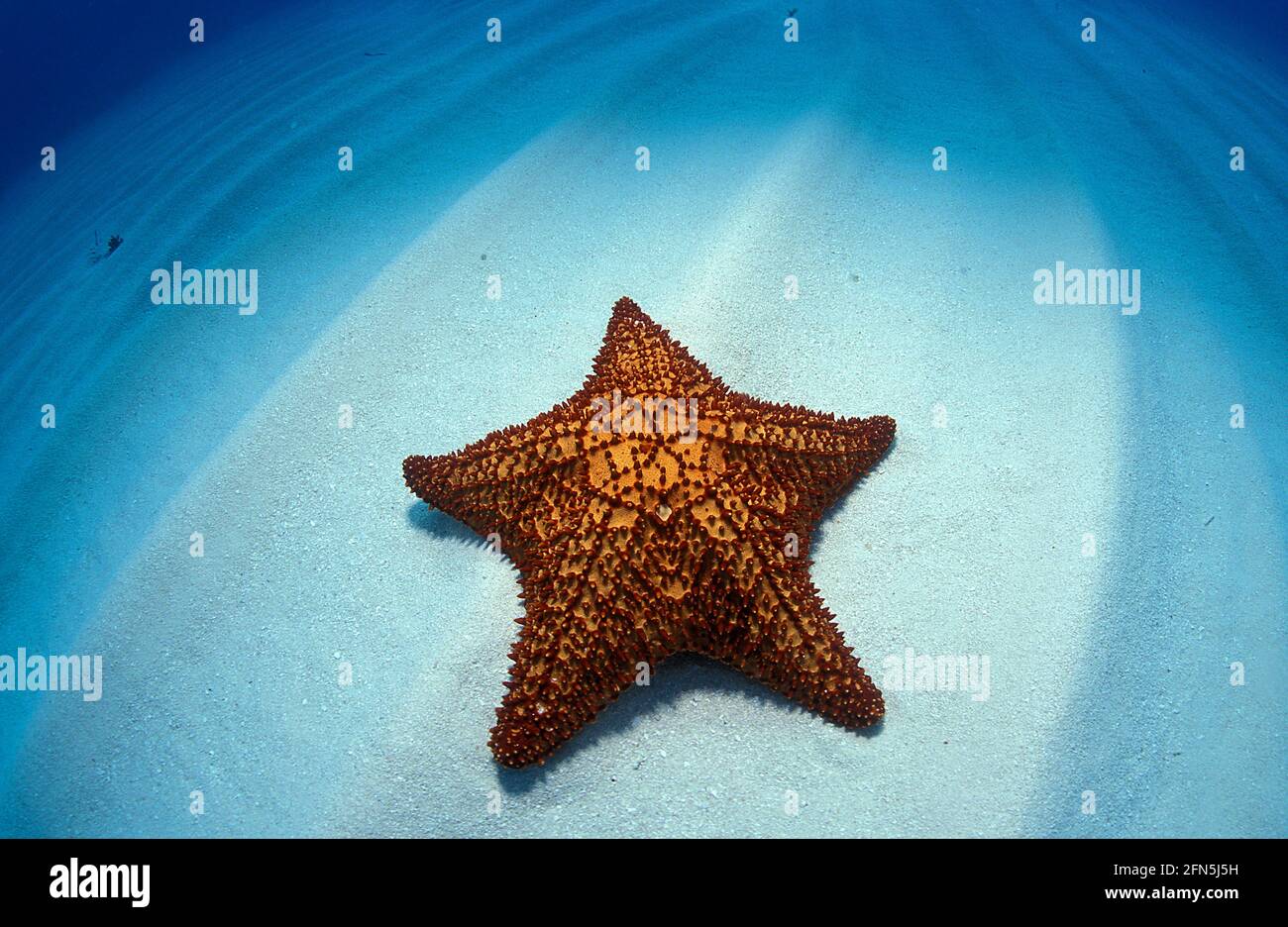 Starfish key west hi-res stock photography and images - Alamy