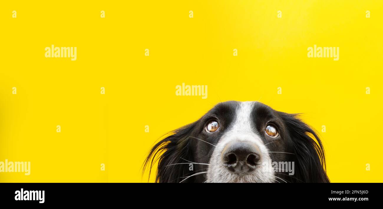 Close-up border collie dog head looking. Isolated on yellow background ...