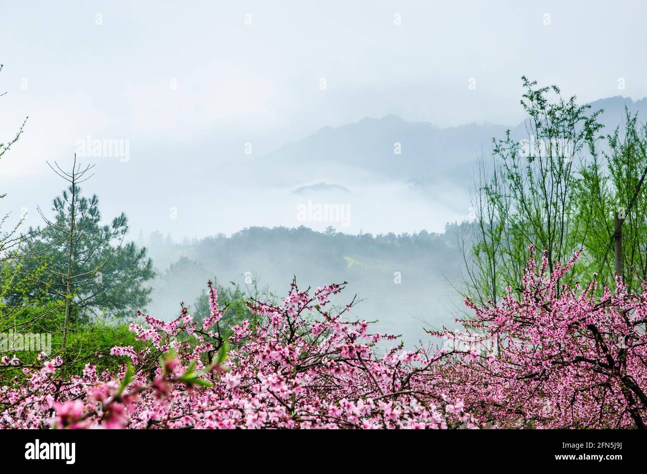 Spring season china flower hi-res stock photography and images - Alamy