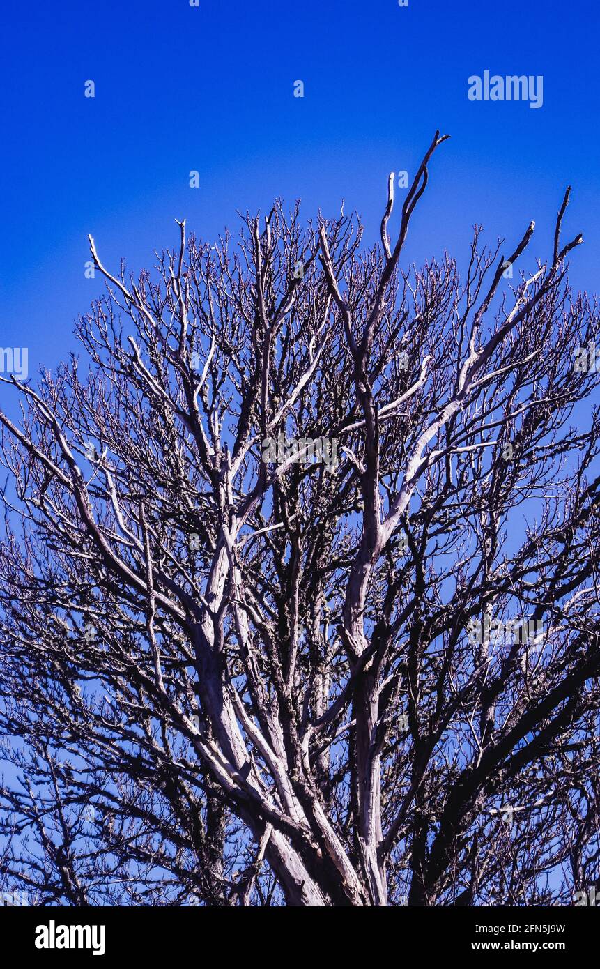 "bones Tree " : old tree (castanea sativa Stock Photo - Alamy