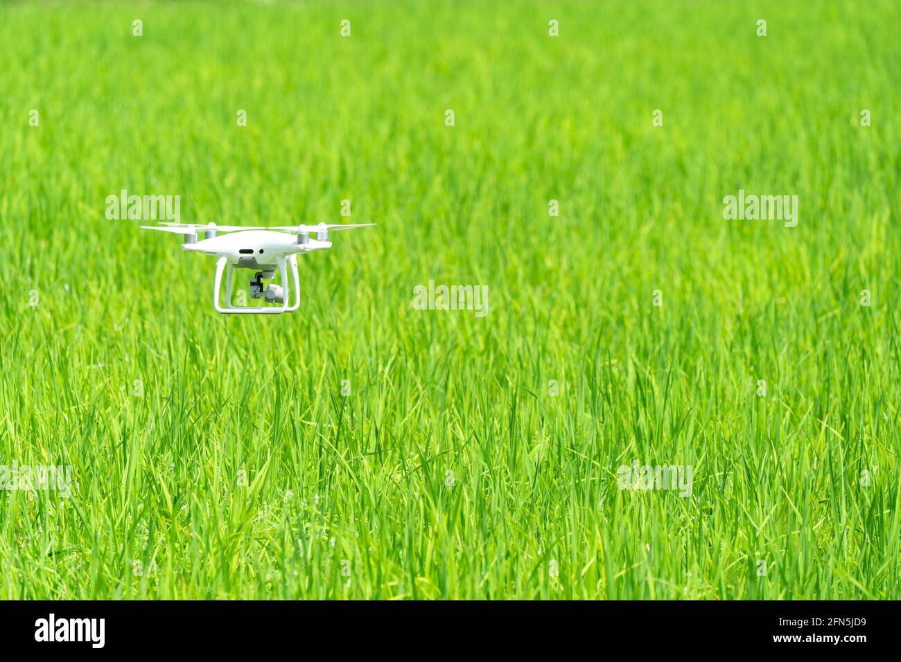 Drone is flying on the green paddy rice field Stock Photo - Alamy