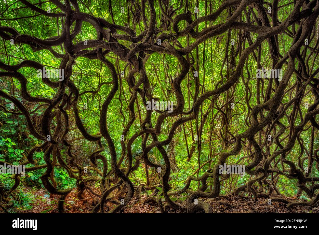 Vines botanical gardens hi-res stock photography and images - Alamy