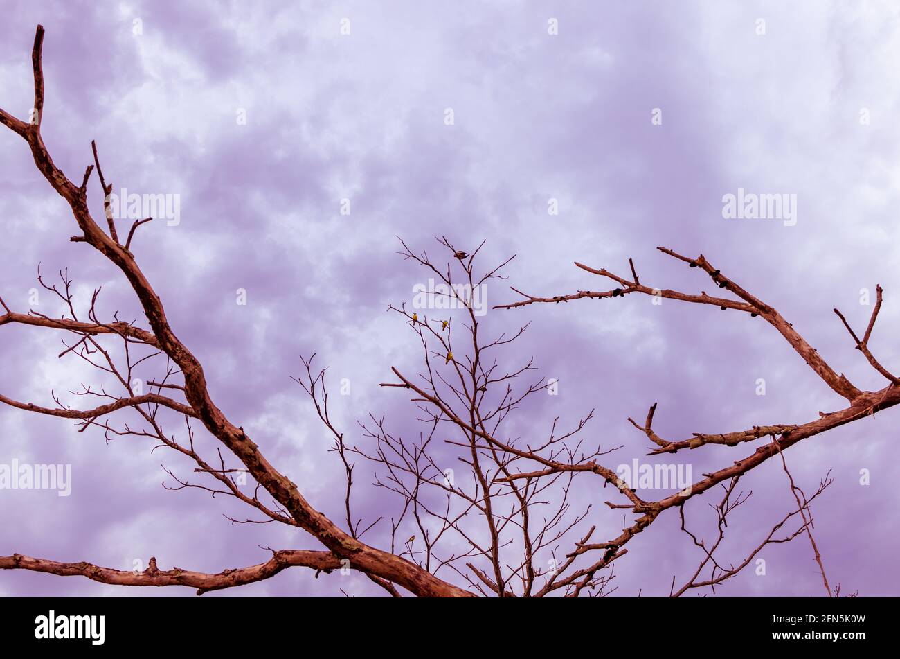 leafless tree branch. Art concept Stock Photo - Alamy