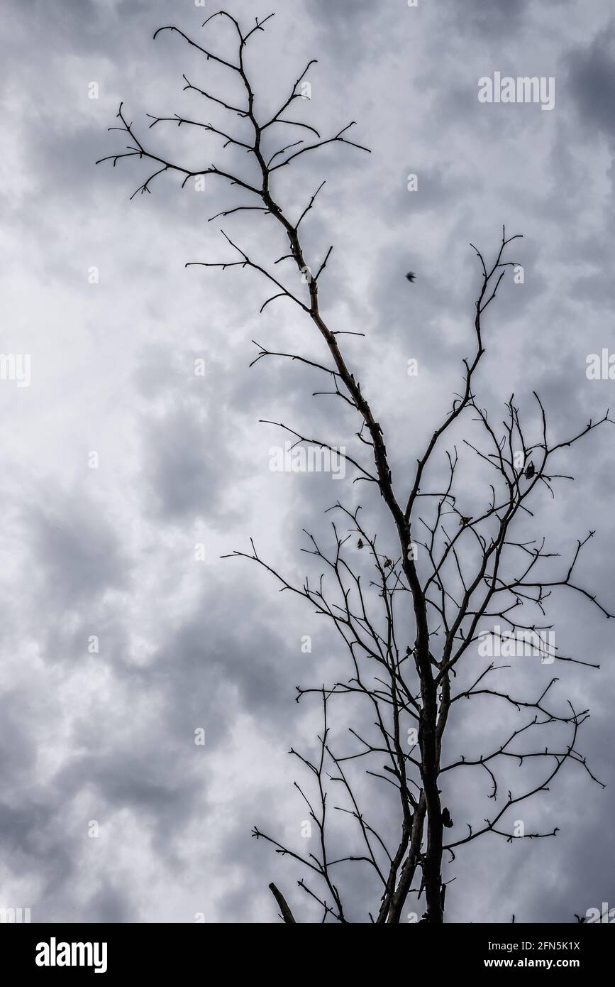 leafless tree branch. Art concept Stock Photo - Alamy