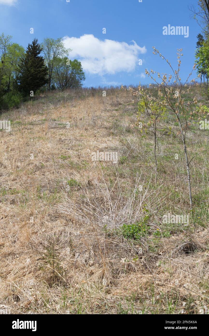 A native prairie restoration area at the Pond-Dakota Mission park in ...