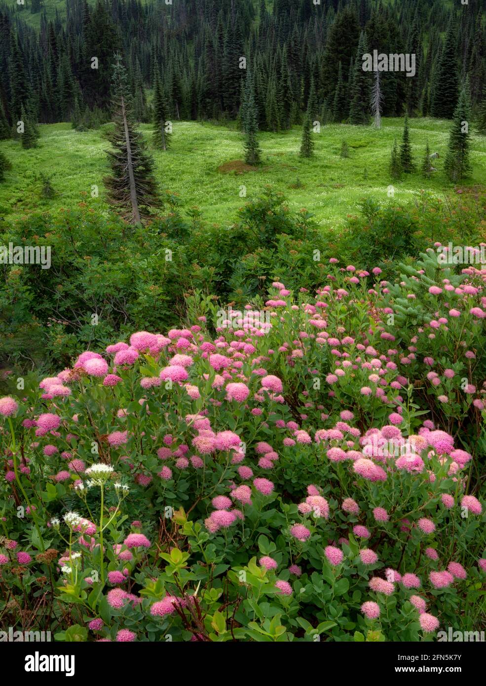 Spirea flowers hi-res stock photography and images - Alamy
