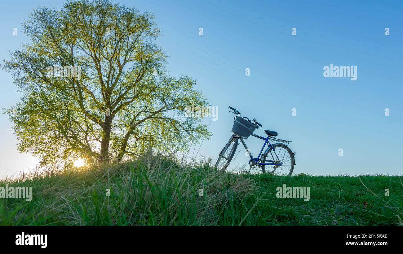 bike ride in the evening to nature. beautiful landscape with poplar sun ...