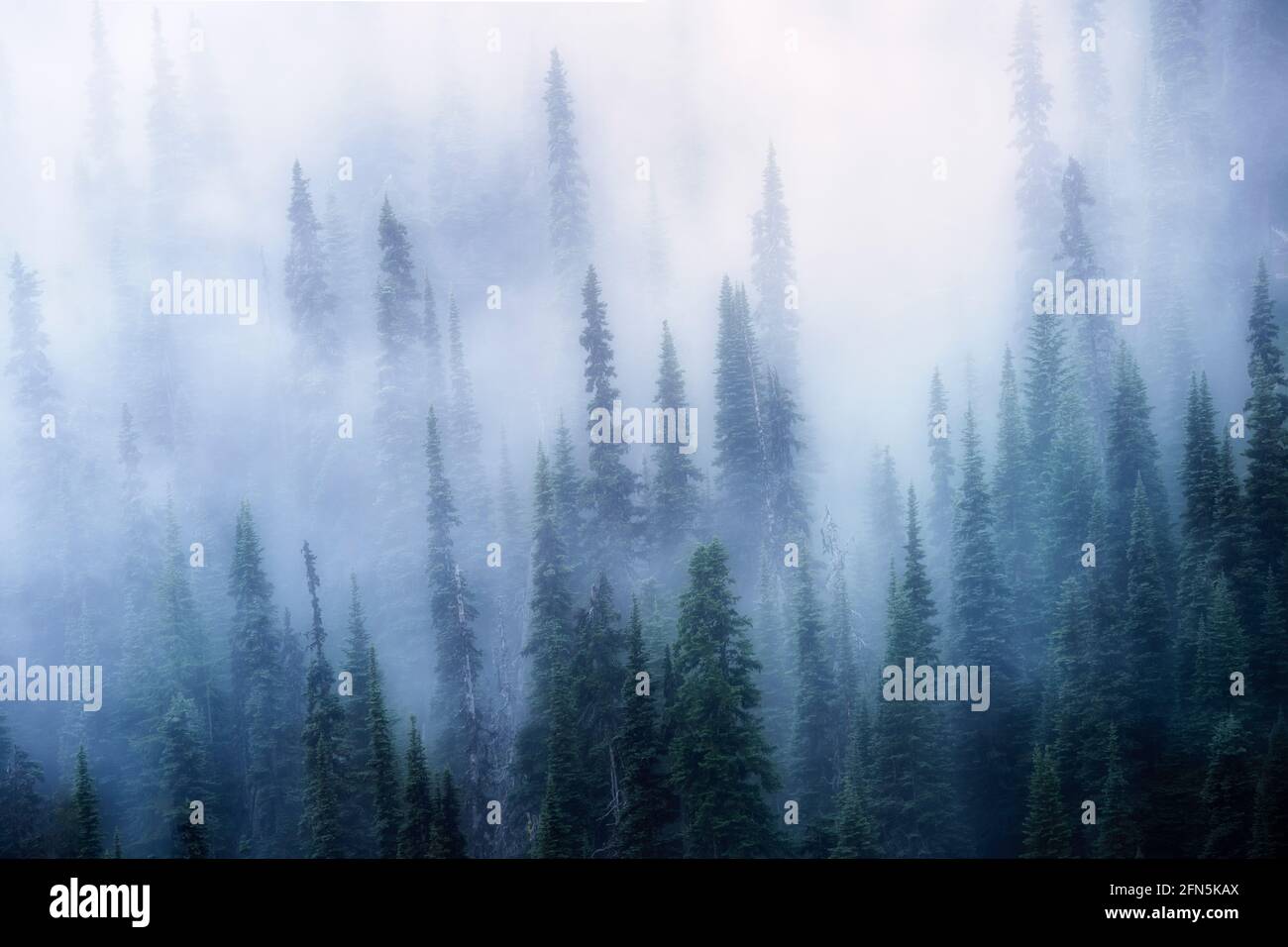 Fog in trees. Sunrise side. Mt. Rainier National Park, Washington Stock ...