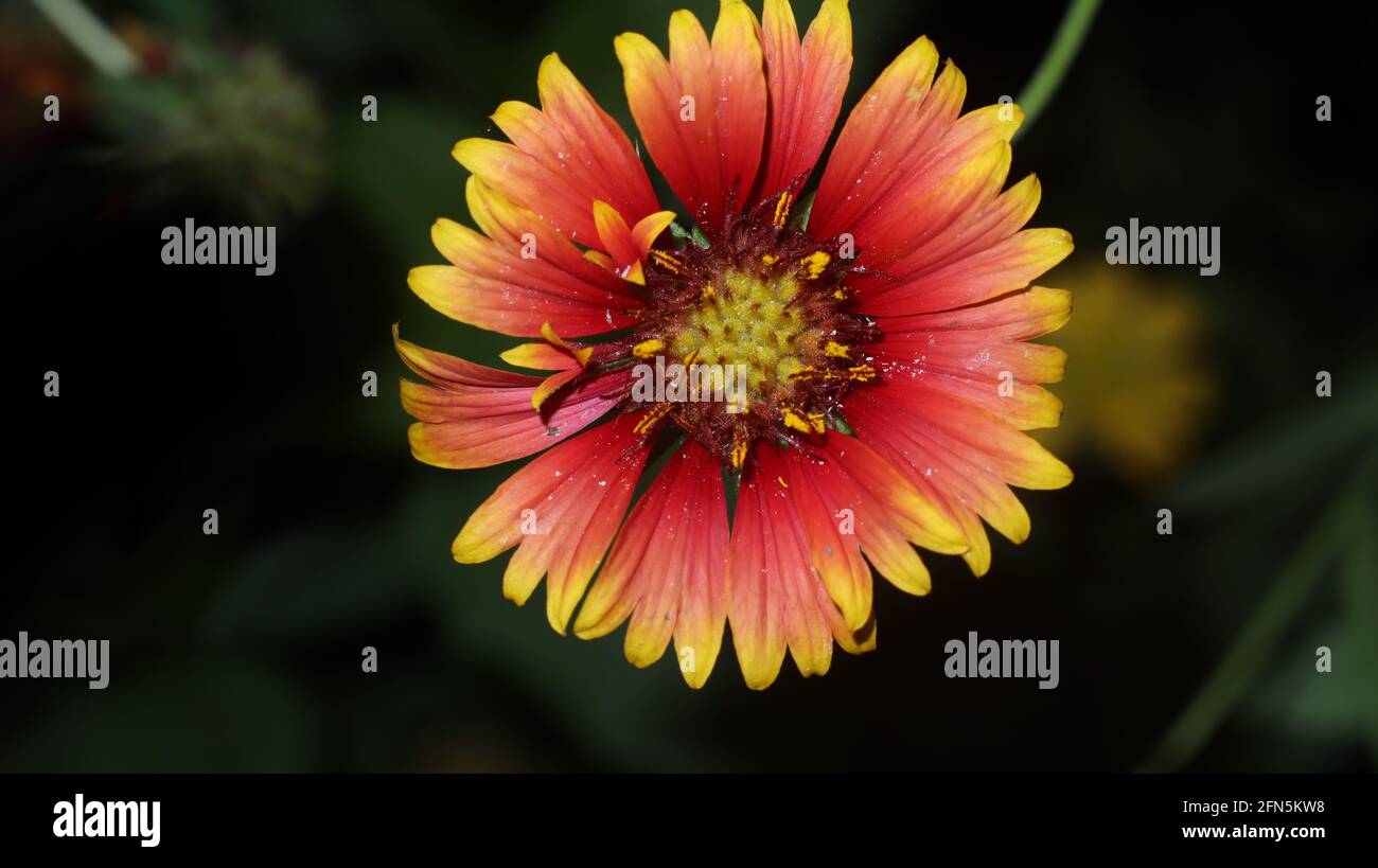 Red daisy flower macro Stock Photo - Alamy