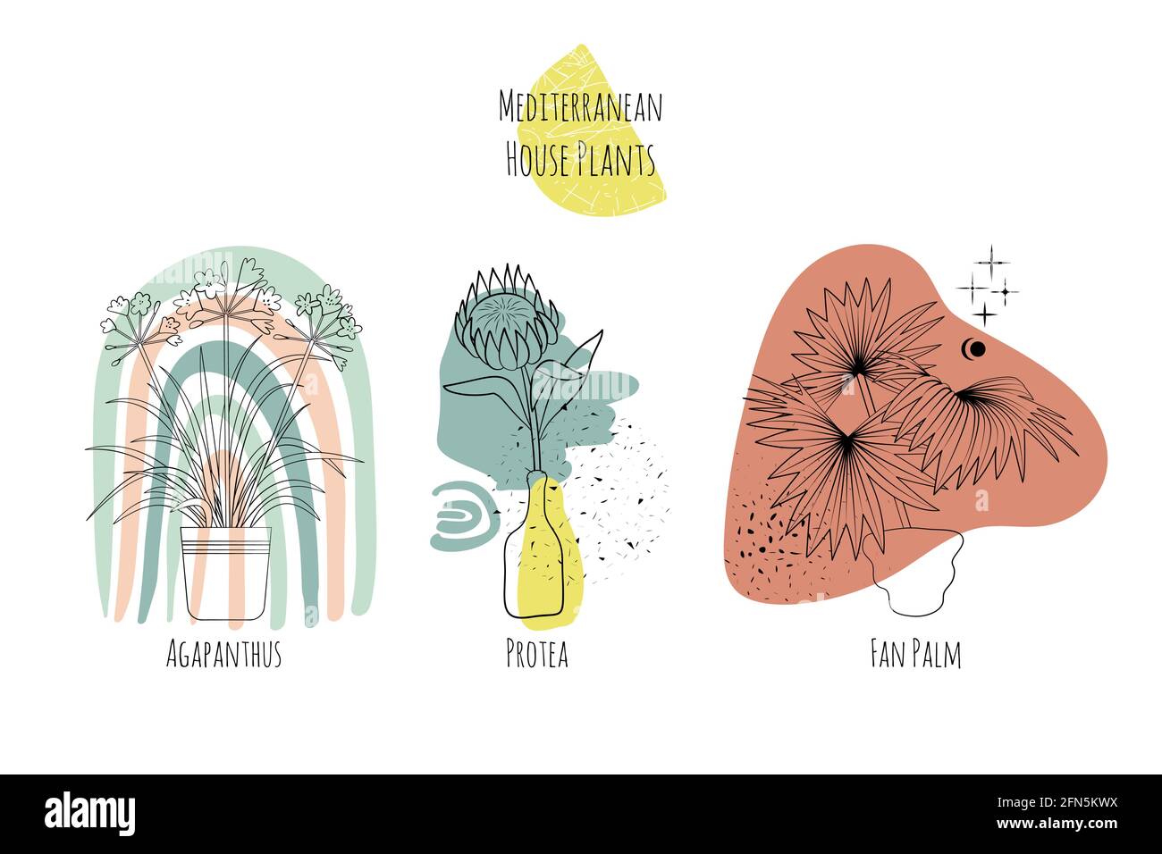 Set of mediterranean house plants in flower pots. With abstract boho ...