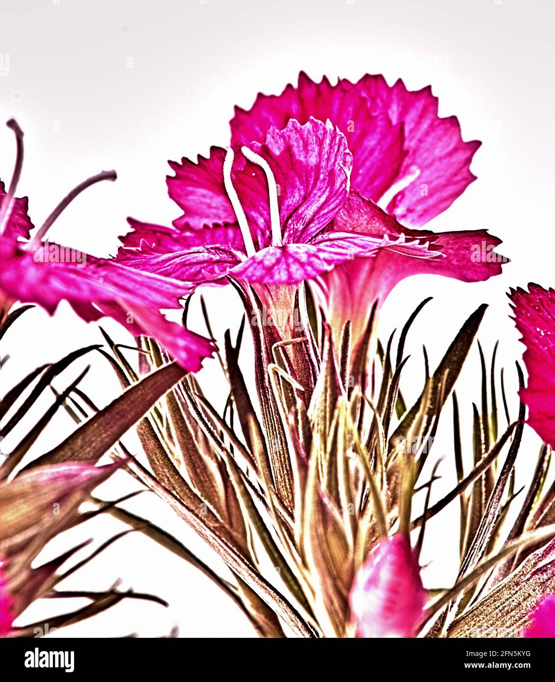A close up High Dynamic Range (HDR) image of several Dianthus flowers ...
