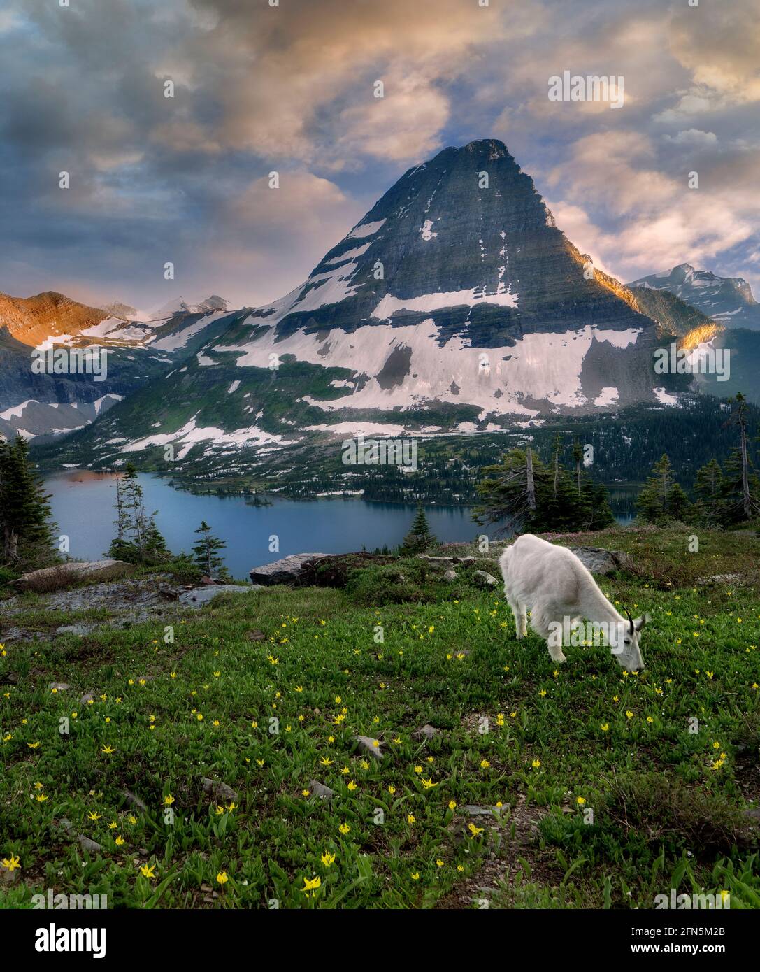 Goat grazing in avalanche lilly field. Overlook at Glacier National ...