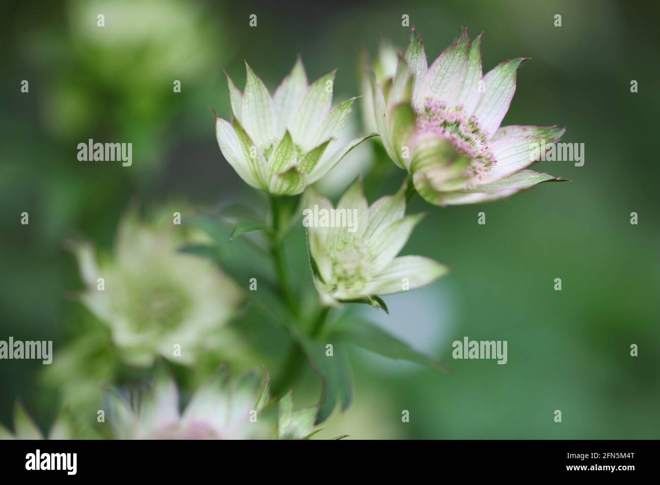 Astrantia major buckland beauty hi-res stock photography and images - Alamy