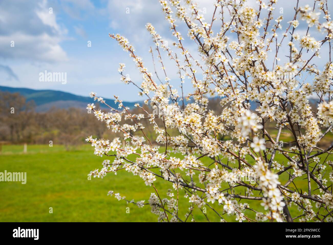 Flowered tree and landscape Stock Photo - Alamy