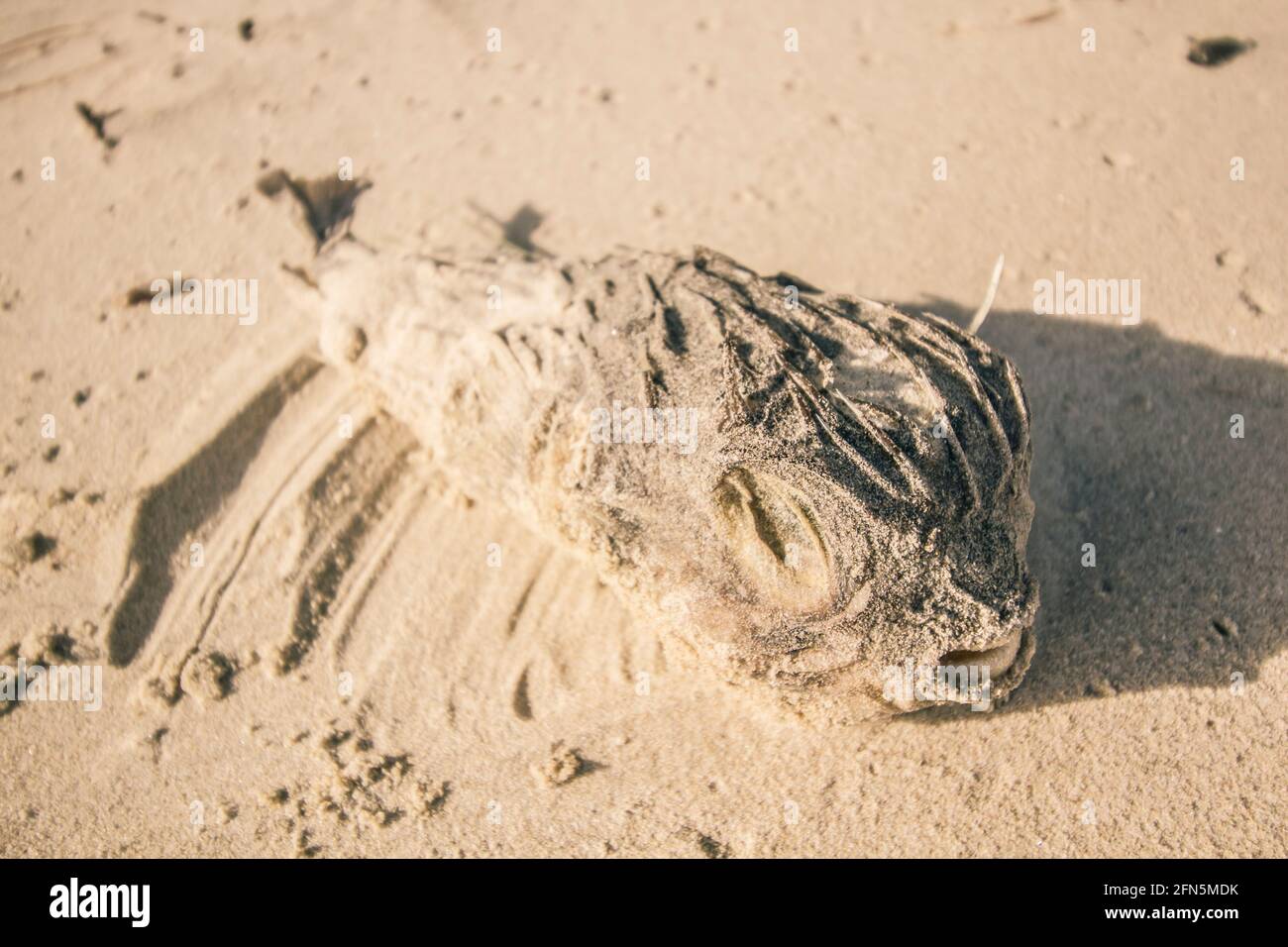 Smelly Fish High Resolution Stock Photography and Images - Alamy