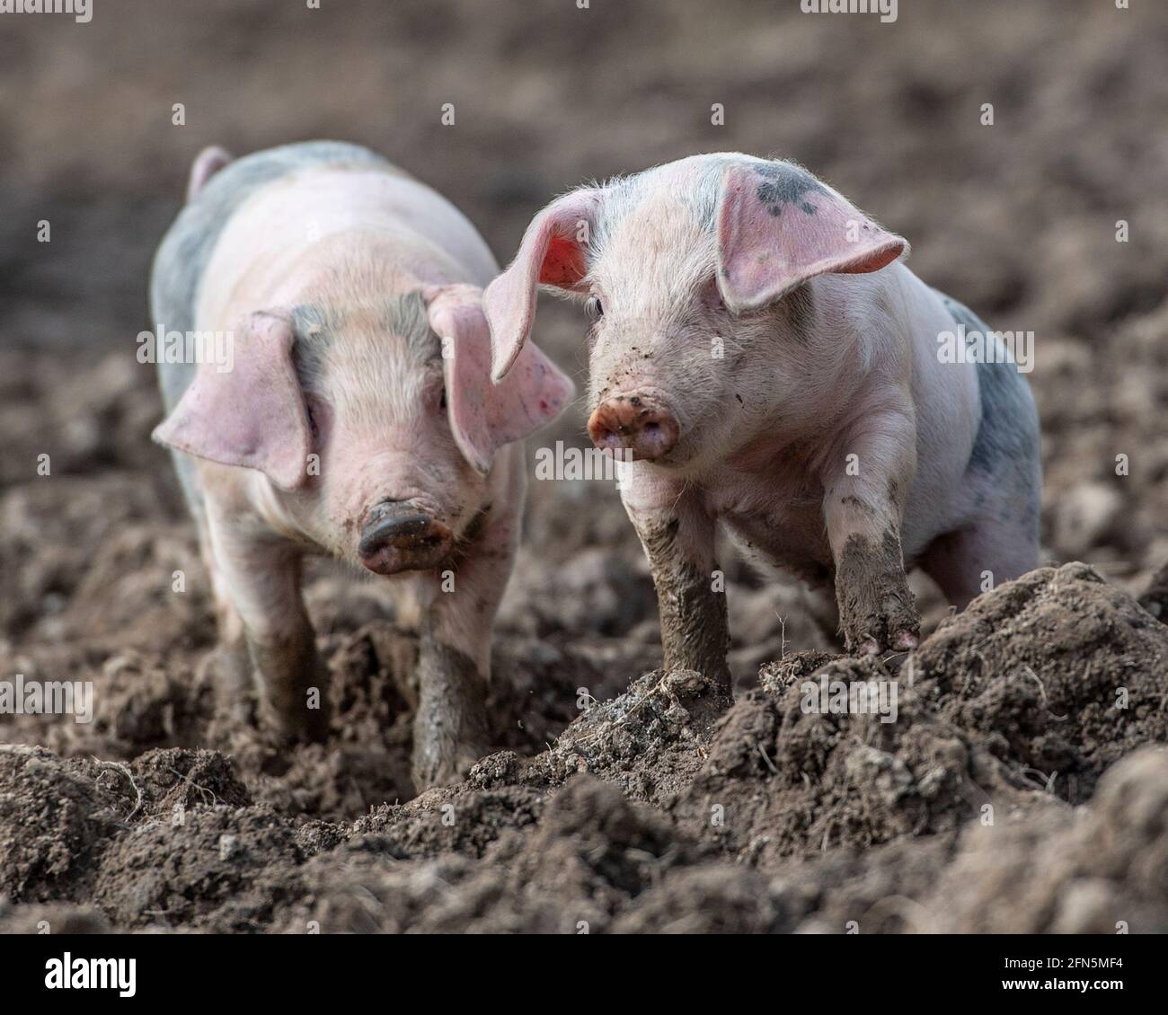 Little Piglets
