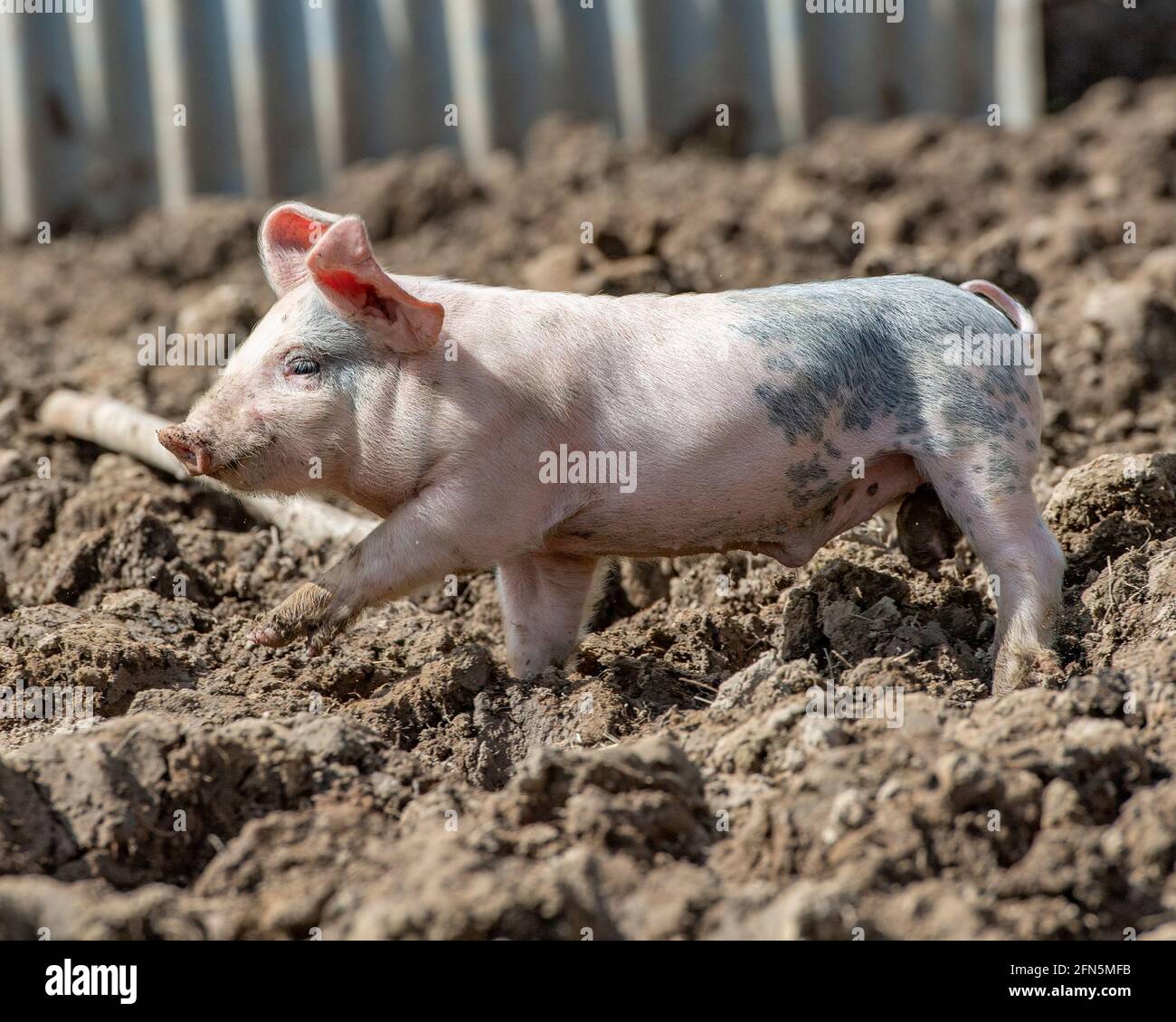 Pigs running free hi-res stock photography and images - Alamy