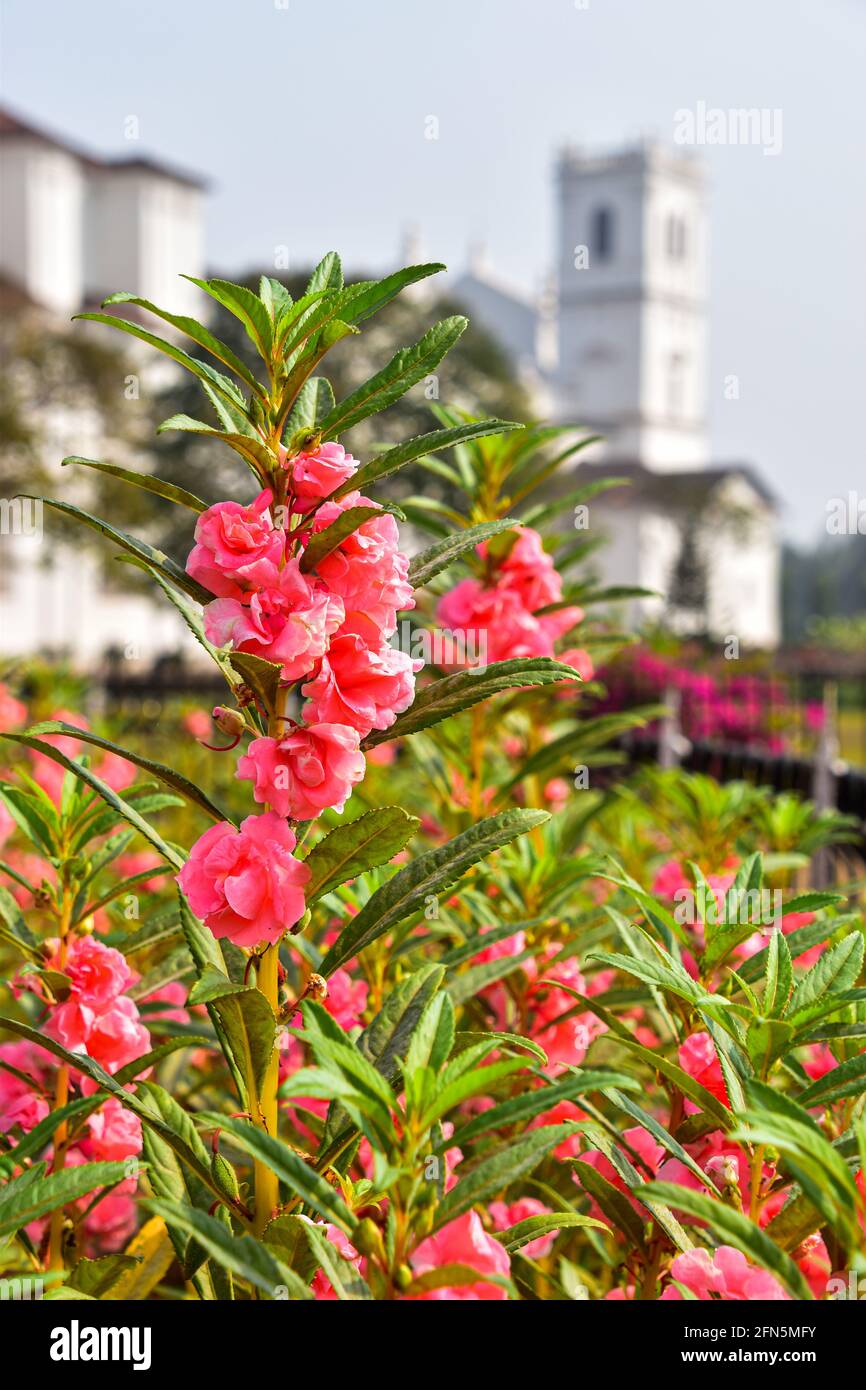 Old Goa, Panjim, Panaji, Goa, India Stock Photo - Alamy