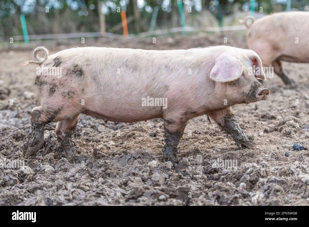 Cute pig in mud hi-res stock photography and images - Alamy