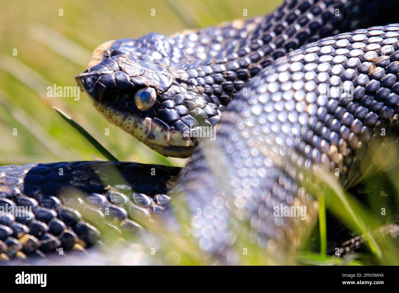 Eastern hog-nosed snake Ontario Canada Stock Photo - Alamy