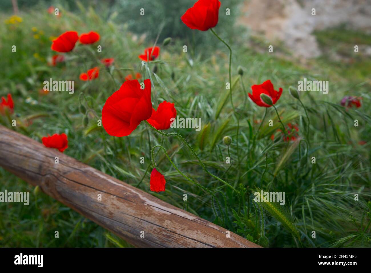 Poppy red fondo hi-res stock photography and images - Alamy