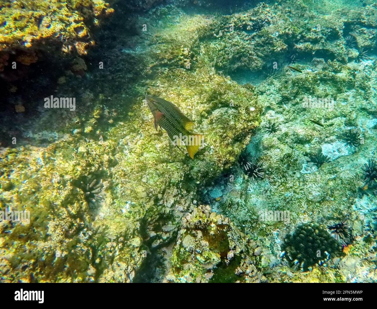 Yellow striped fish hi-res stock photography and images - Alamy