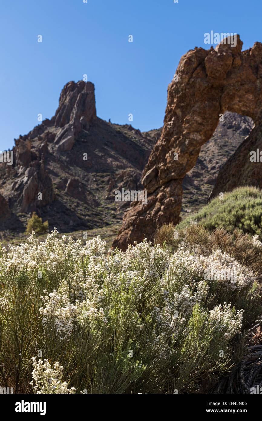 Spartocytisus Supranubius High Resolution Stock Photography and Images ...