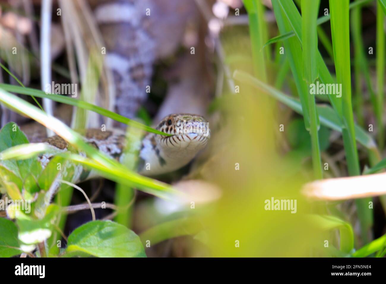 Photograph of the head of an Eastern Milk Snake, Lampropeltis ...