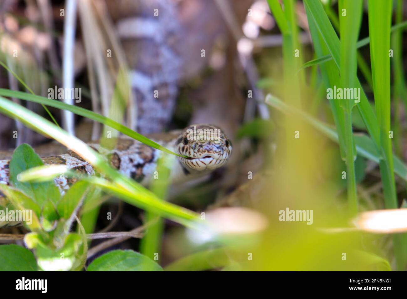 Ontario milksnake hi-res stock photography and images - Alamy