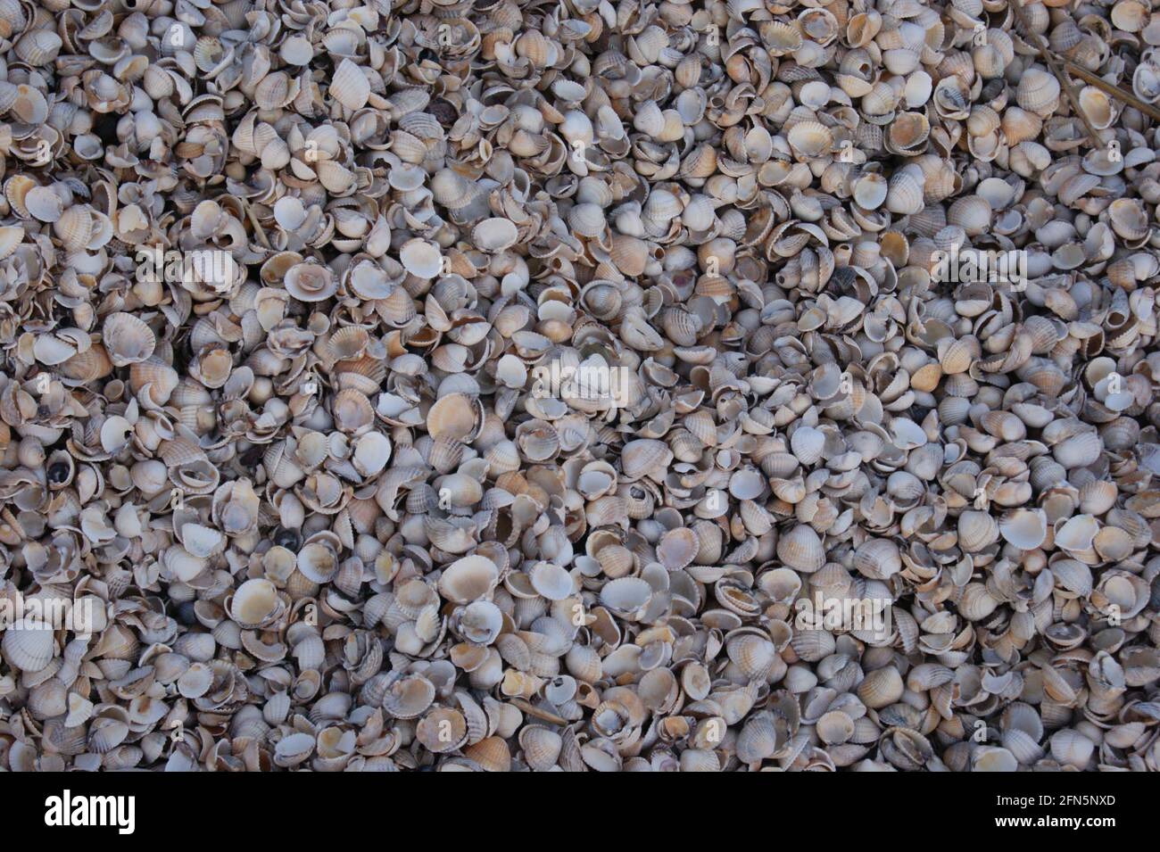 Shell collage hi-res stock photography and images - Alamy