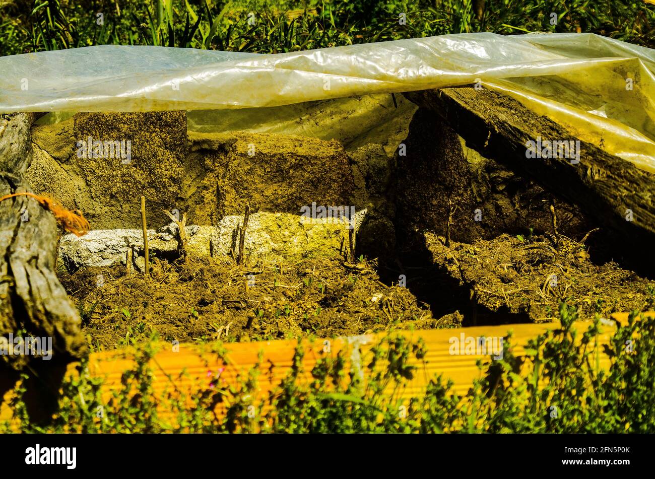 cultivo de ajos en finca de producción ecológica : labores de aporque ...