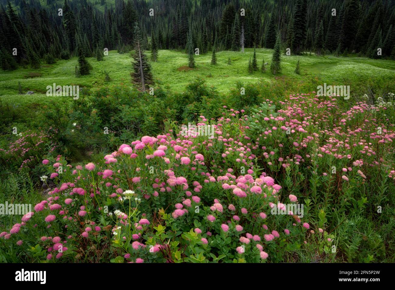 Rosy Spirea flowers, meadow and trees.. Mt. Rainier National Park ...